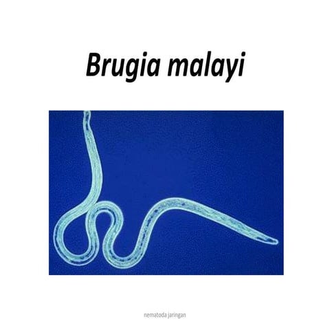Brugia Malayi Morphology