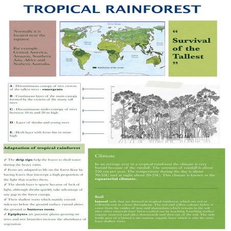 BS tropical rainforest poster | PAGES