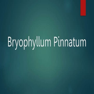 Bryophyllum Pinnatum.pptx
