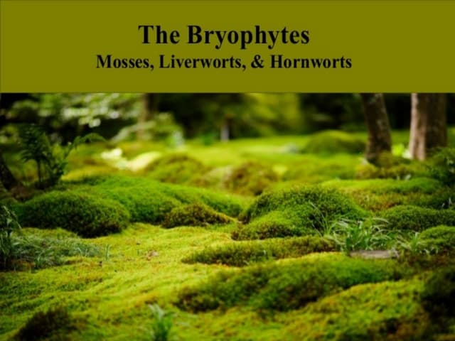 Marsilea structure and reproduction | PPTX