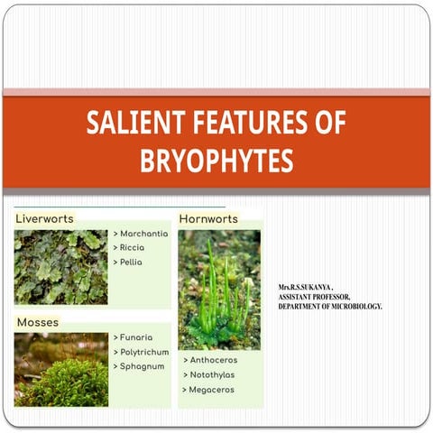 Salient Features and Importance of Bryophytes.pptx