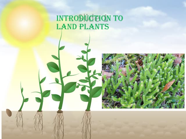 Origin and evolution of bryophytes | PPTX