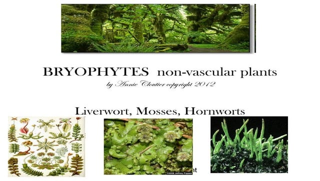 Names Of Vascular Plants