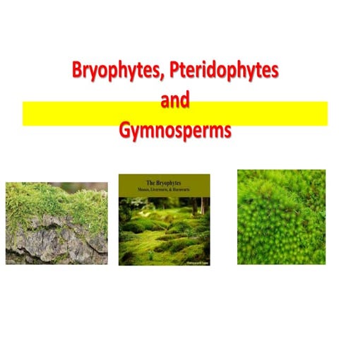 Bryophytes, pteridophytes and gymnosperms | PPTX