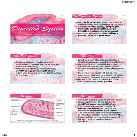 The Digestive System | PDF