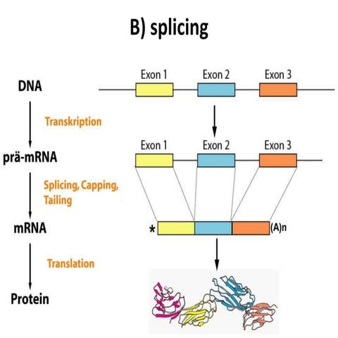 RNA splicing..... | PPTX