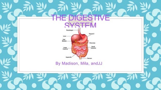 Digestive system Lesson for Grade 6 students.pdf | Digestive Disorders ...