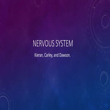 Human Body - Nervous System | PPT