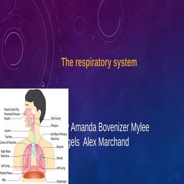Human Body - Respiratory System | PDF