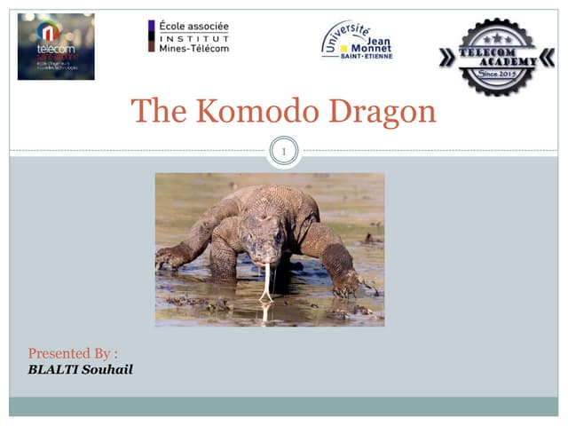 Komodo Dragon I PPT | PPTX | Reproductive Health | Diseases and Conditions