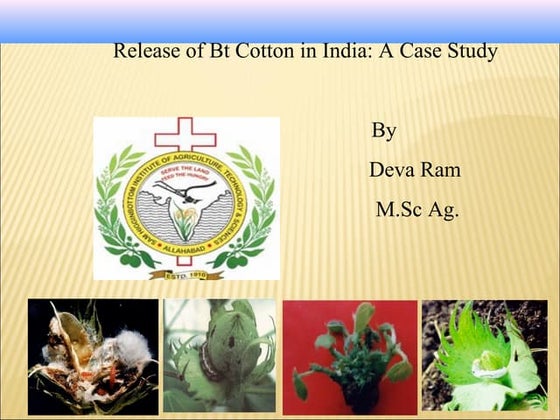Bt Cotton Development Stages | PDF | Agriculture | Industries