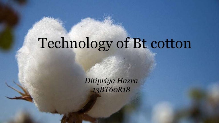 Bt cotton