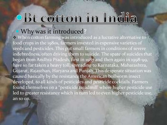 Bt Cotton Development Stages | PPT