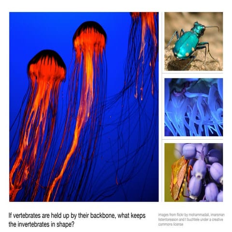 Science Lesson about Invertebrates Lesson | PPTX