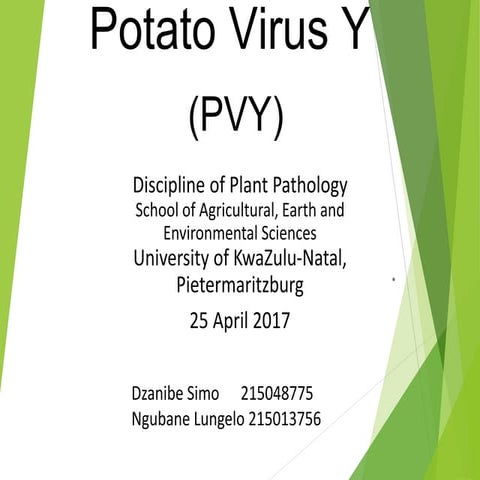 Potato virus Y (PVY) | PPTX