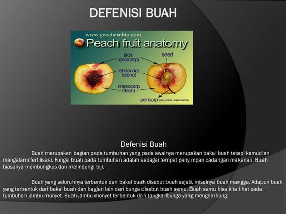 M16 kelompok 7 biji dan plantula | PPTX