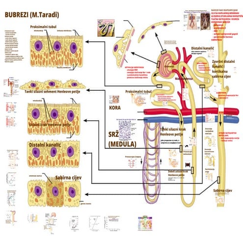 Fiziologija bubrega | PDF