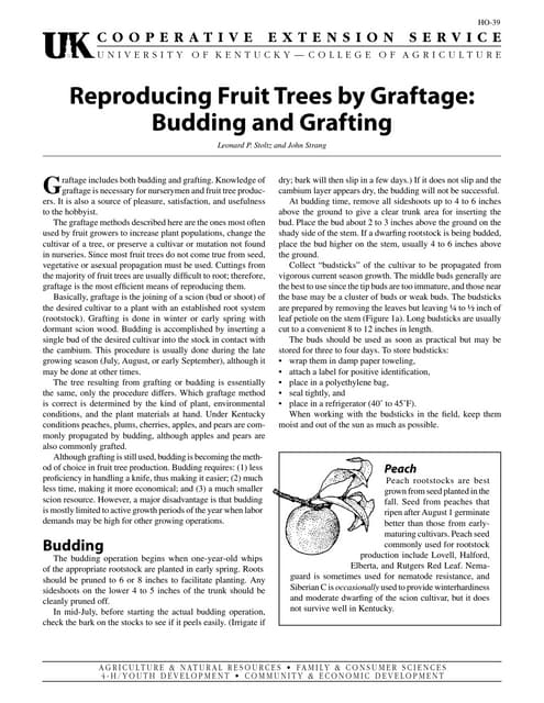 Propagation of plants grafting and budding | PDF