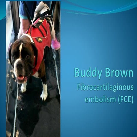 Buddy brown fce final | PPTX