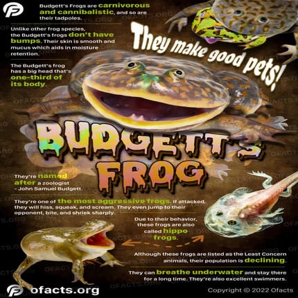 Budgett's frog facts | PDF