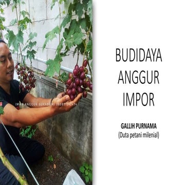 BUDIDAYA ANGGUR impor di bantargadung sukabumi | PPTX
