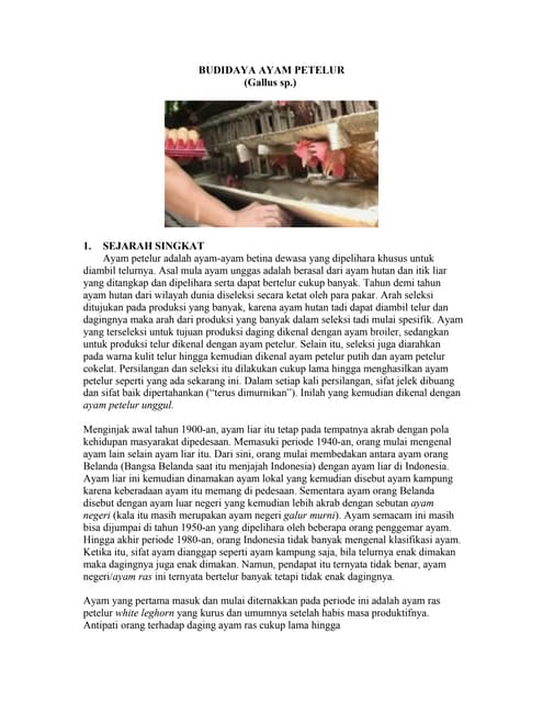 Budidaya ayam petelur | PDF