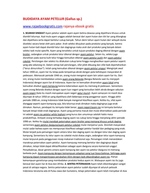 Budidaya ayam petelur | DOC