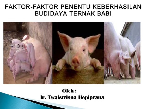 Anatomi reproduksi jantan dan betina pada sapi dan babi | PPTX