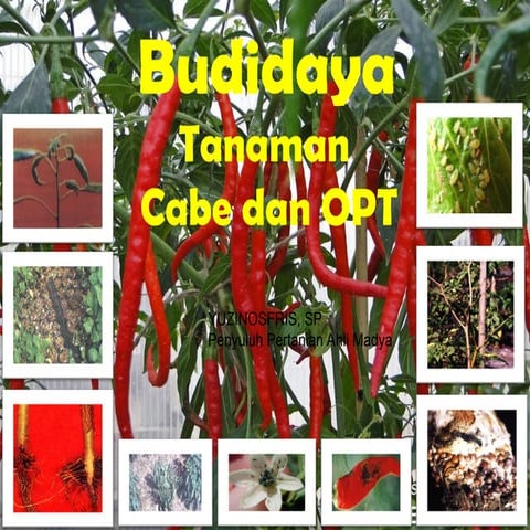 BUDIDAYA CABE & OPT_Suardi BPTPH Sumbar.ppt