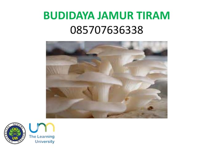 Ppt_budidaya_jamur.pptx