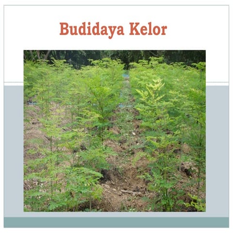 Budidaya kelor | PDF