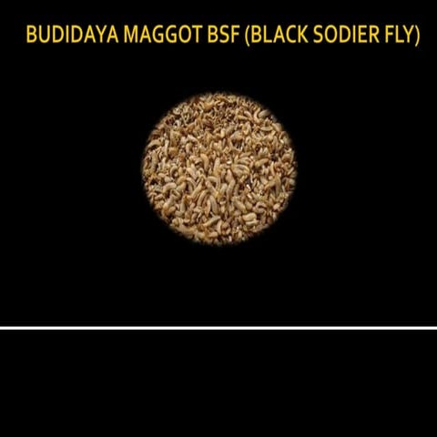 Budidaya Maggot Black Soldier Fly (BSF).pptx