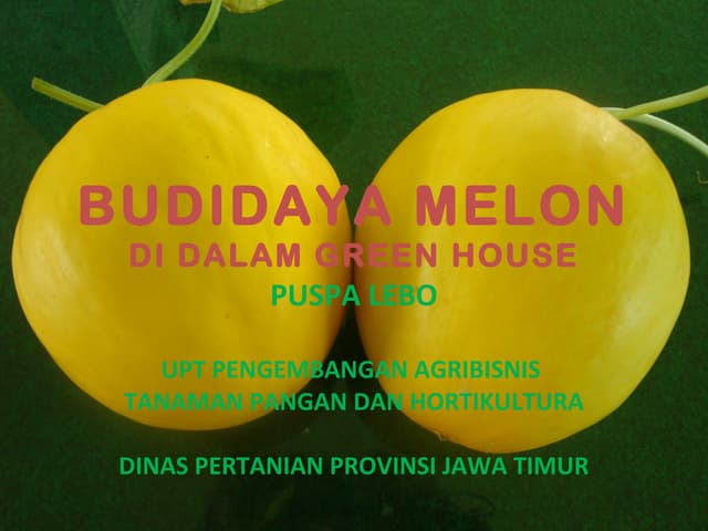 tanaman melon | PPTX