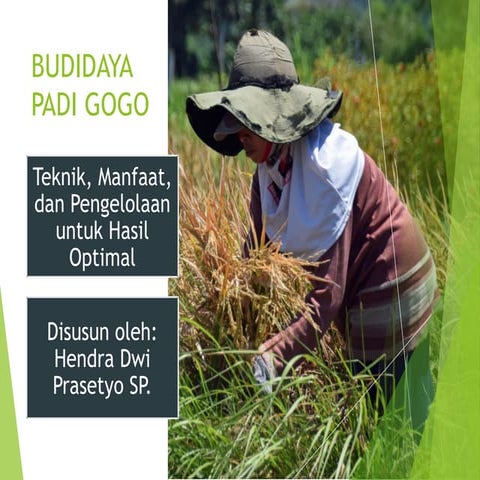 Budidaya_Padi_Gogo.pptx_20251003_063751_0000.pptx