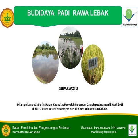 Budidaya padi lebak | PDF