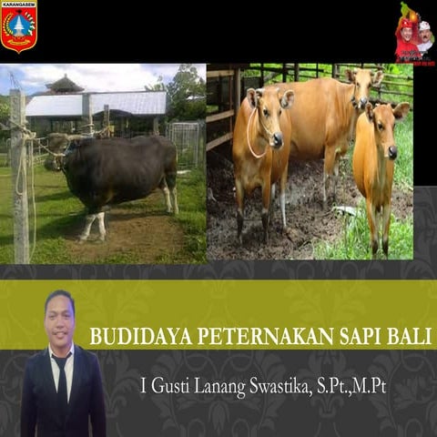 BUDIDAYA PETERNAKAN SAPI BALI UNTUK MENDUKUNG KETAHANAN PANGAN .pptx