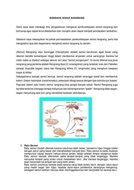 Membuat Kompos Padat Naskuru | PPT