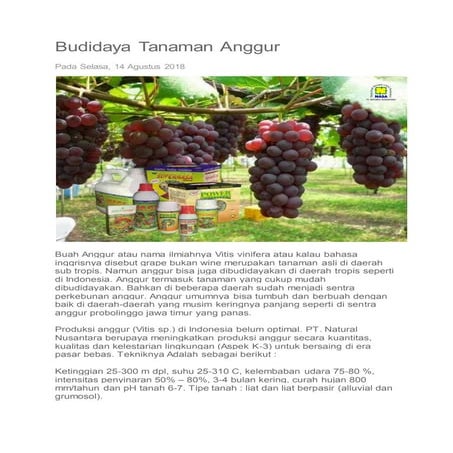 Budidaya tanaman anggur | DOCX