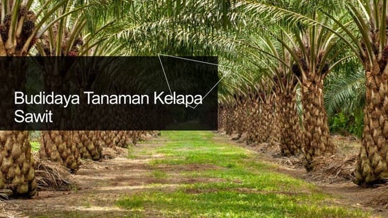 tanaman kelapa sawit | PDF