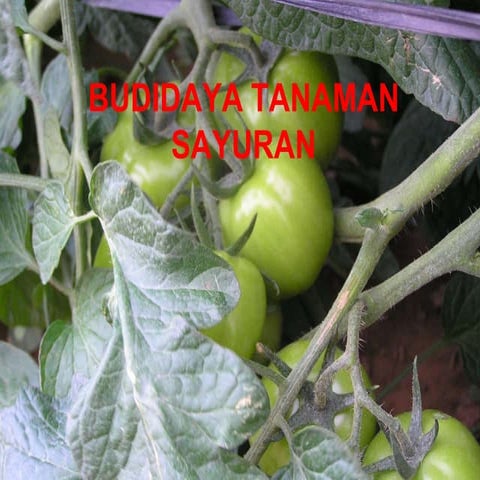 BUDIDAYA TANAMAN SAYURan.ppt