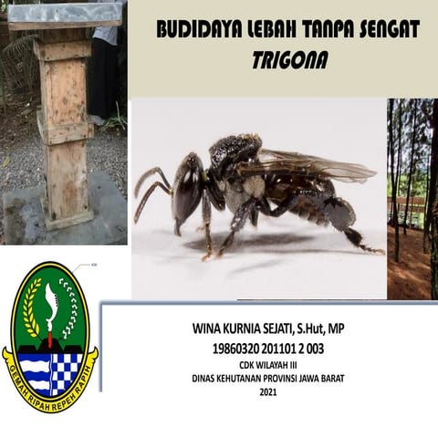 Budidaya Trigona yaitu Jenis lebah tanpa Sengat | PPT
