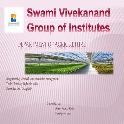 buffalo [Autosaved].pptx