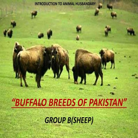 Buffalo breed of pakistan | PPTX