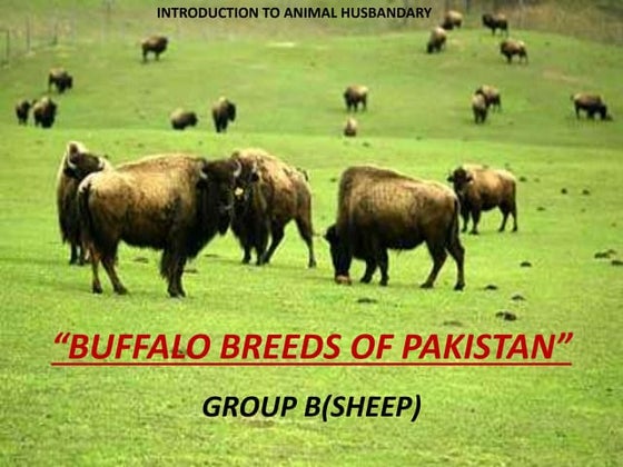 DIFFERENCE BETWEEN BOS TAURUS AND INDICUS | PDF