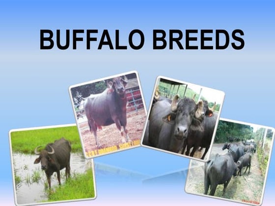 Different types of housing of animals | PPTX | Agriculture | Industries