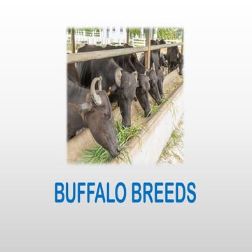 INDIGENOUS AND EXOTIC BREEDS OF LIVESTOCK | PPTX