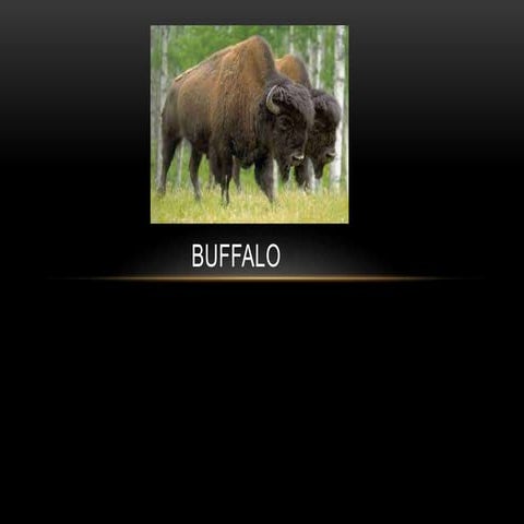 Buffalo presentation | PPTX