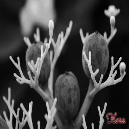 Bulaklak | PDF