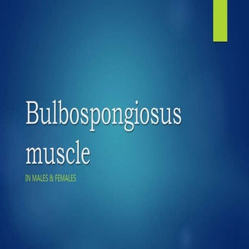 Bulbospongiosus muscle 140818 | PPTX
