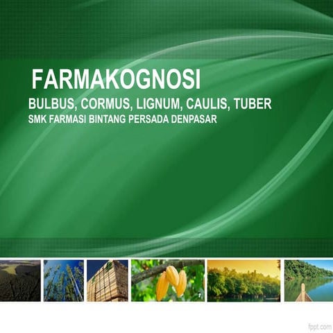 materi Amylum Farmakognosi kelas XI.pptx